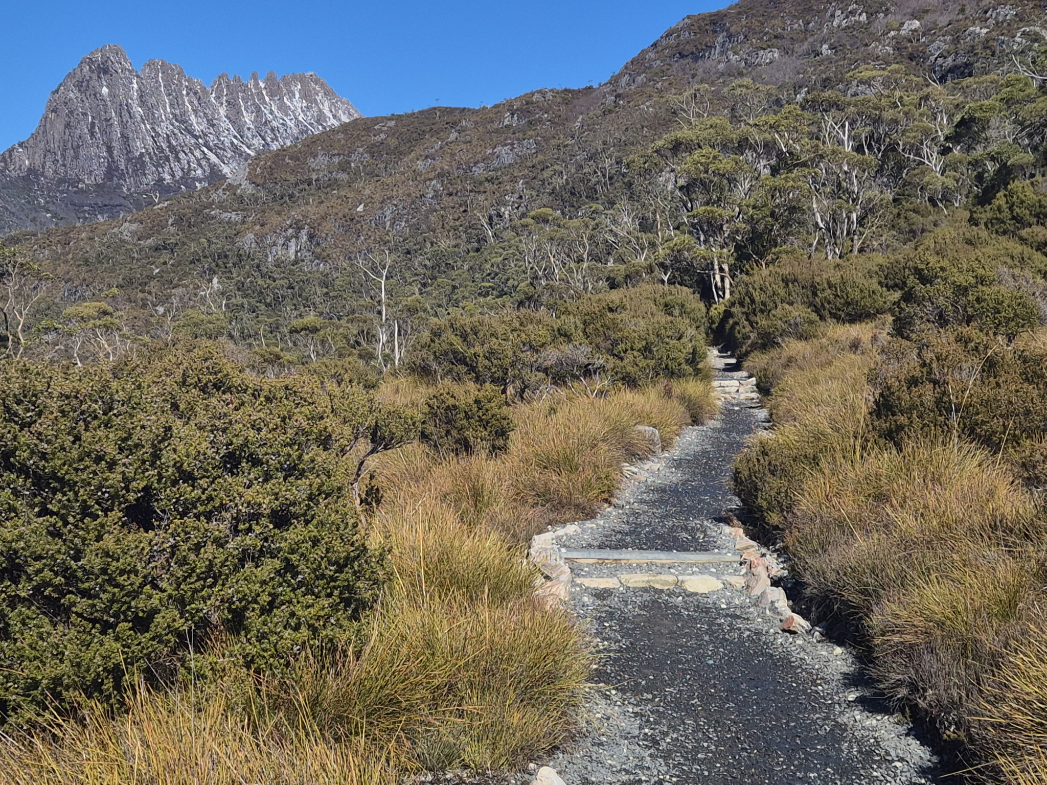 McDermott's | Dove Lake Tour